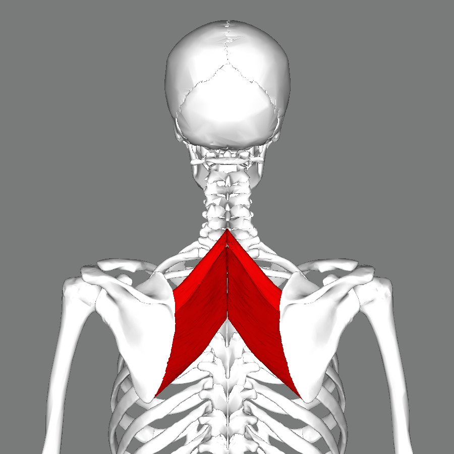 Rhomboserratus Rock - Massage Library