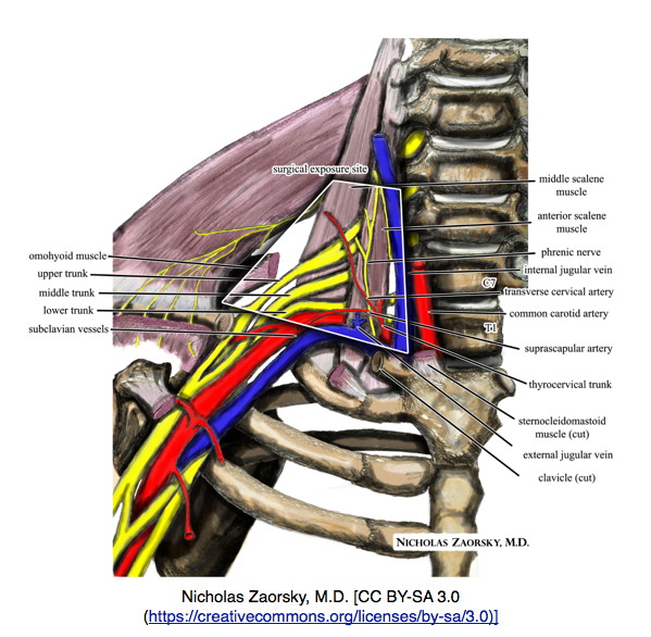 Scalenes, Pec Major, Pec Minor, Subscapularis - STR - Massage Library