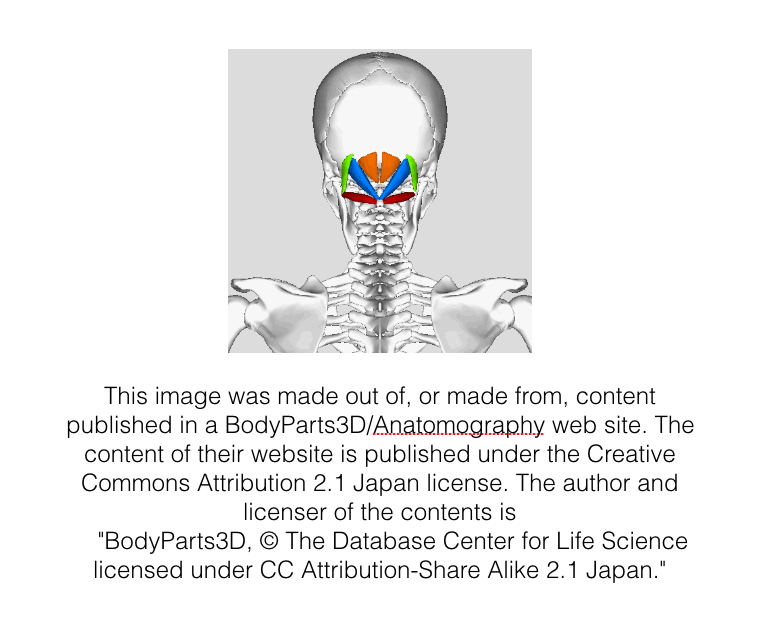 Suboccipital Muscles - Anatomy and Treatment - Massage Library