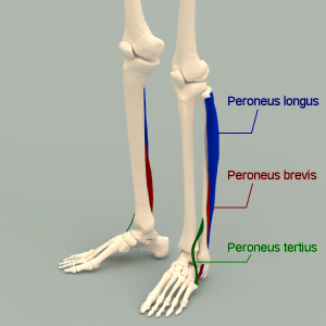 Peroneus - Trigger Point - Massage Library